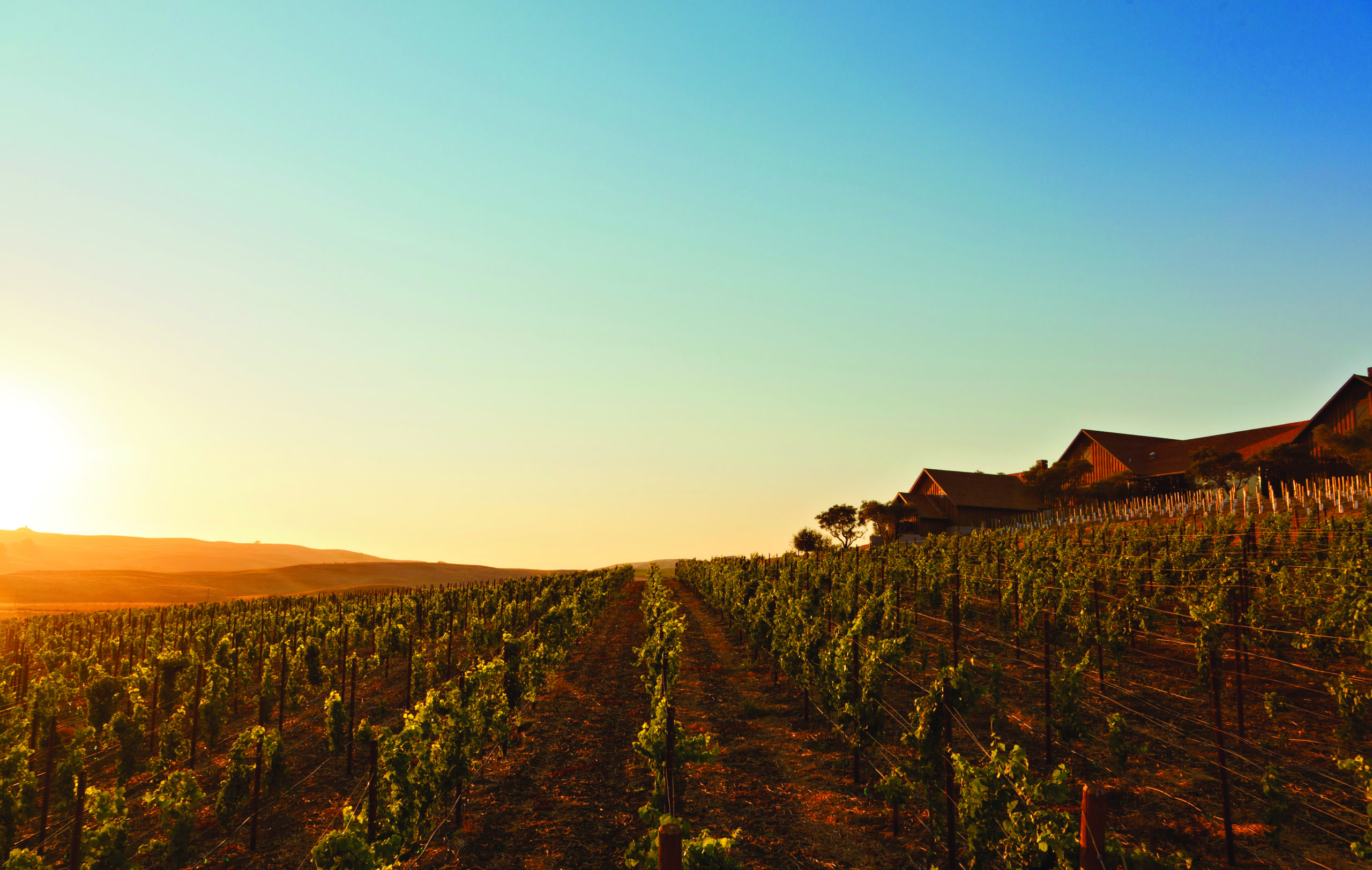 The Astonishing Food-Friendly Sauvignon Blancs of California - Wine and ...